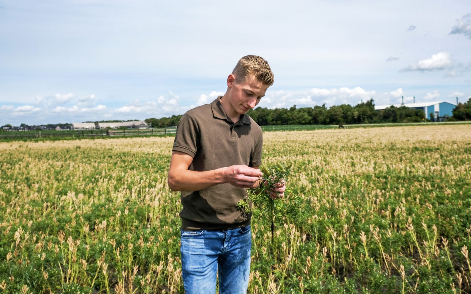 Staphorster | WildWestLand